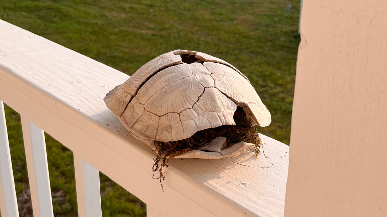 Turtle shell home - Words for the Day